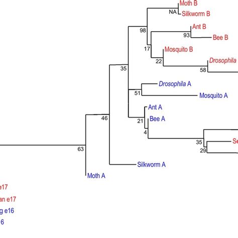 Early Emergence Of The C Terminal Variable Region Of TnT And Evolution Download Scientific