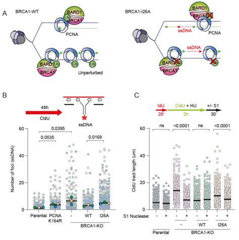 Brca1 Bard1 Mediated Pcna Ubiquitination Prevents Ssdna Gaps A