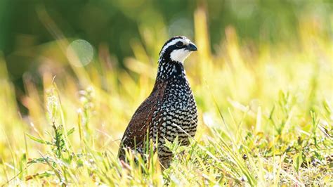 Good And Bad Quail Habitat Youtube