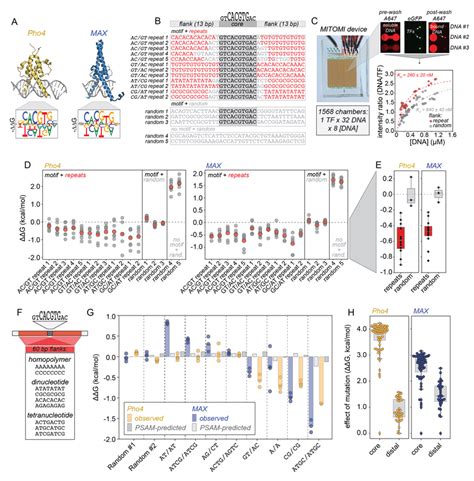 Repetitive Flanking Sequences Alter Tf Dna Binding Affinities In A