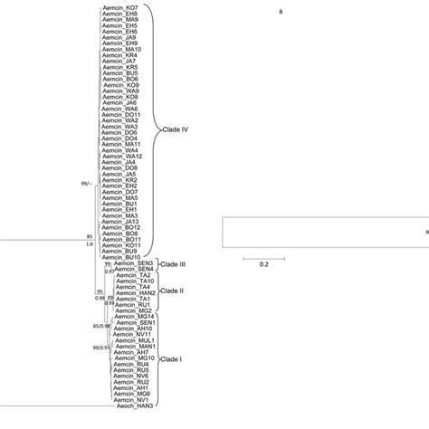 Maximum Likelihood Tree Derived For Concatenated Dataset Coiits Of