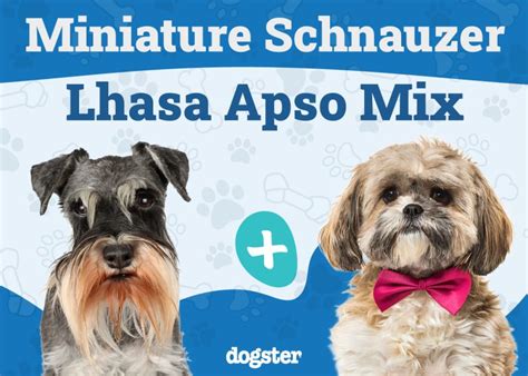 16 Surprising Cocker Spaniel Facts You May Not Know Vet Verified