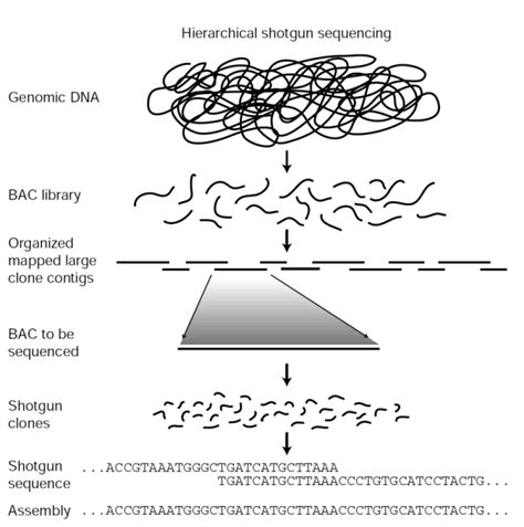 Idealized Representation Of The Hierarchical Shotgun Sequencing Strategy Learn Science At