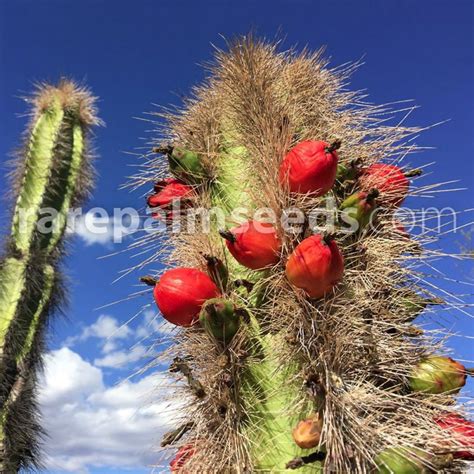 Lophocereus Schottii Totempole Cactus Buy Seeds At