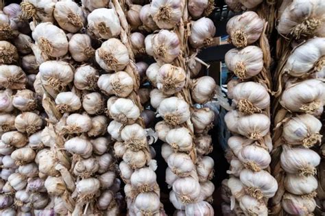 Garlic Production By State In 2024 🐝 Actionable Bootstrapping Guides