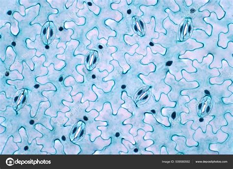 How To View A Leaf Under A Microscope