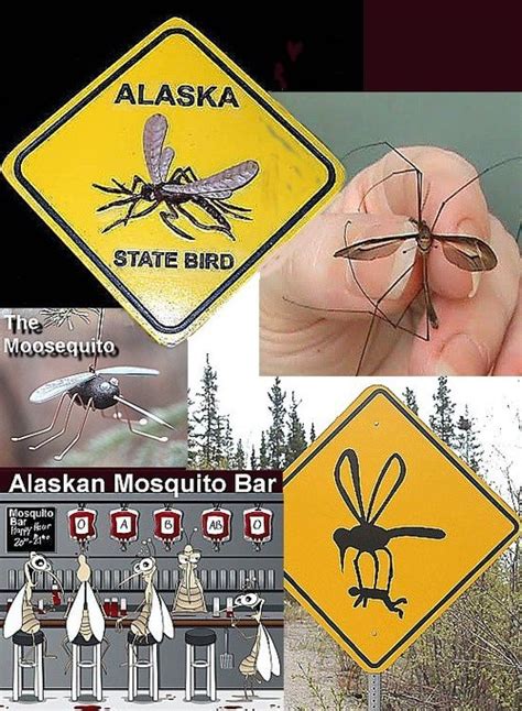 Mosquitoes Alaskas State Bird — Just A Little Further