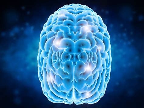 Human With Shiny Brain Stock Illustration Illustration Of Cerebellum