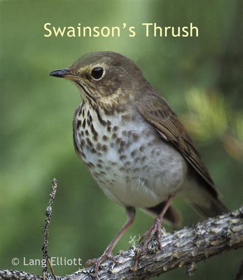 Swainsons Thrush Photo © Lang Elliott Music Of Nature