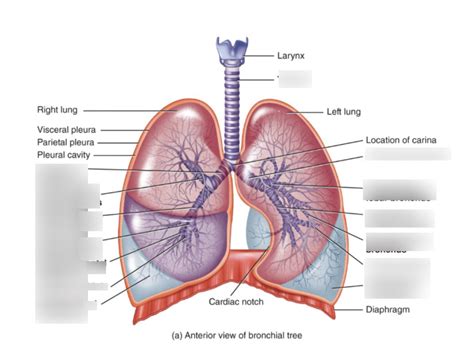 Lung Diagram Quizlet