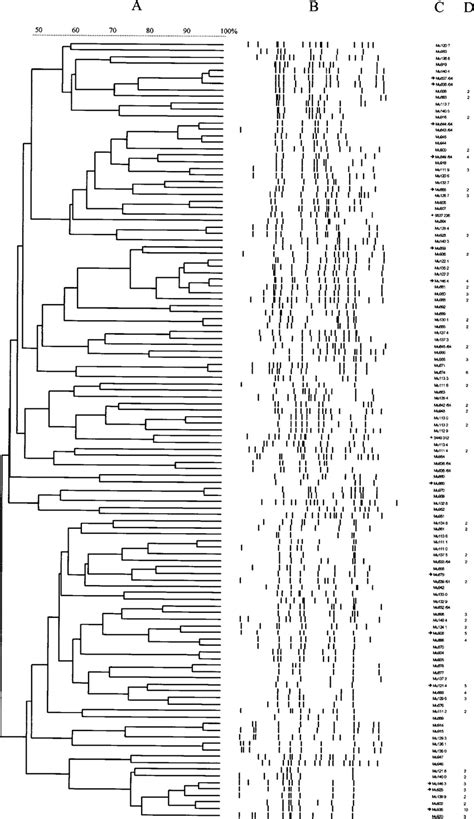dendrogram with similarity values in percent a and 1 branch for each
