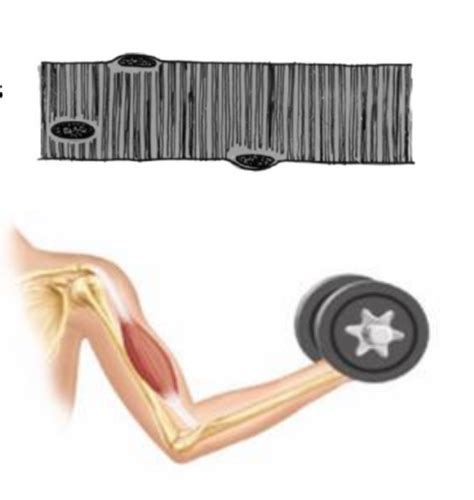 Anatomy Exam 1 Flashcards Quizlet