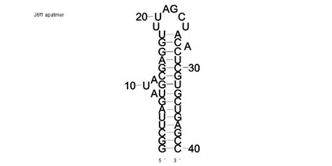 Tobramycin Aptamer