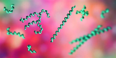 Syphilis Bacteria
