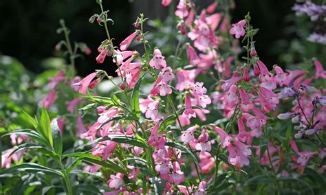 Penstemon How To Cultivate Beardtongue” In Your Garden