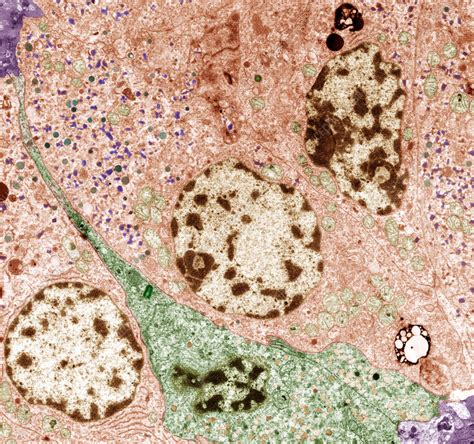 Pancreatic Islet Cells Stock Image C0607913 Science Photo Library