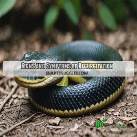 Snake Regurgitates Its Food Why It Happens And How To Respond