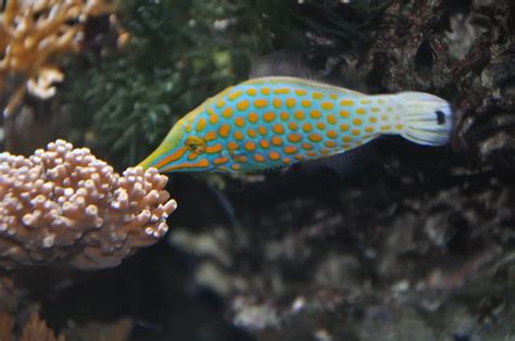 Orange Spotted Filefish Facts Diet Habitat And Pictures On Animaliabio