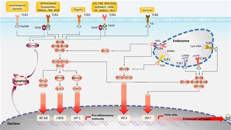 Diagrammatic Representation Of Toll Like Receptors Tlr Signaling