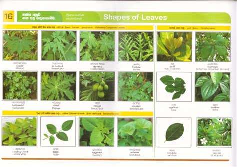 හැඩය අනුව ශාක පත් ර හඳුනා ගැනීම Pdf
