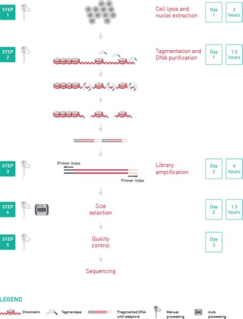 Atac Seq Kit For Open Chromatin Assessment C01080001 Diagenode
