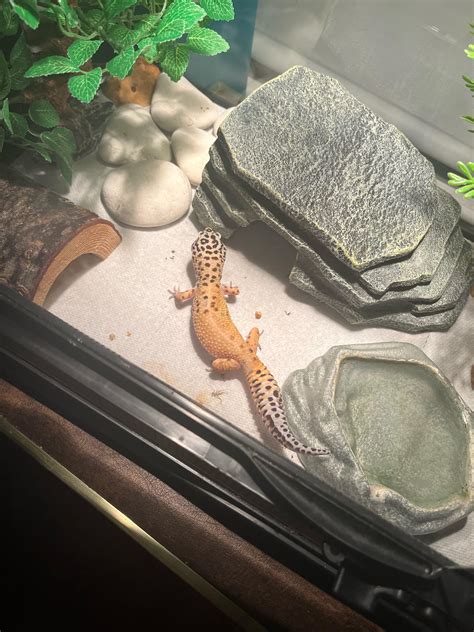What morph is my gecko? : r/leopardgeckos
