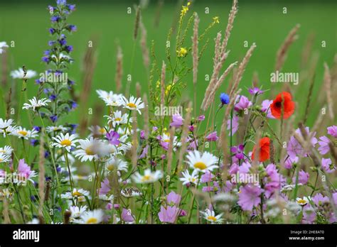 Colored Field Border Stock Photo Alamy
