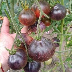Томат Синяя Груша - Славный Сад-Описание,фото,купить 30
