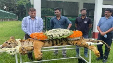 Pride Of India The Legend Of Raja The Worlds Oldest Tiger In
