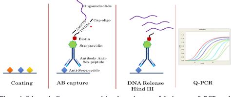 Figure 1 From A Novel Immuno Quantitative Pcr Assay For Quantifying Sex