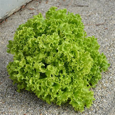 Lettuce Lollo Bionda Buy Online At Seeds Of Plenty Seeds Of Plenty
