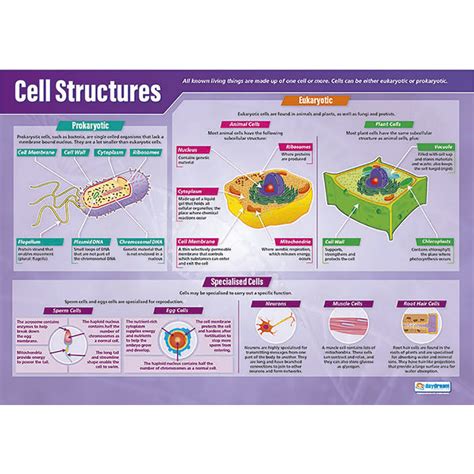 Cell Structures Poster He1676953 Findel Education