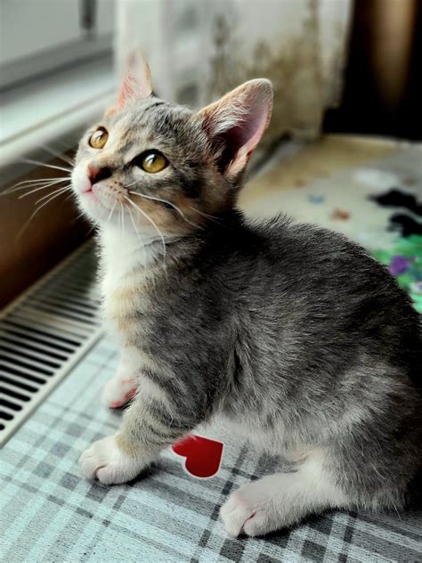 კნუტების გაჩუქება