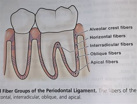 Periodontal Ligament Fibers