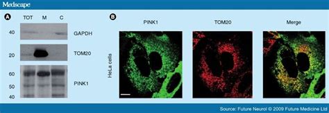 Pink1 One Protein Multiple Neuroprotective Functions Page 2