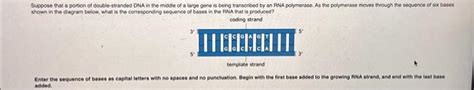 Solved Suppose That A Portion Of Double Stranded Dna In The