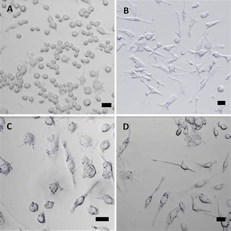 Cellular Imaging Subcellular Localization Of Cds Aggregates Monitored