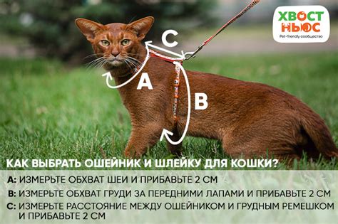 Как выбрать шлейку для кошки: виды ошейников, размеры и советы по подбору