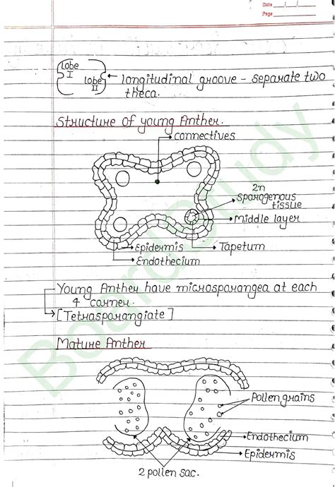 Ncert Class 12 Biology Sexual Reproduction In Flowering Plants Notes Handwritten Notes And Pdf