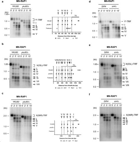 Chromatin Organization Of Subtelomeric Elements Is Independent Of Download Scientific Diagram