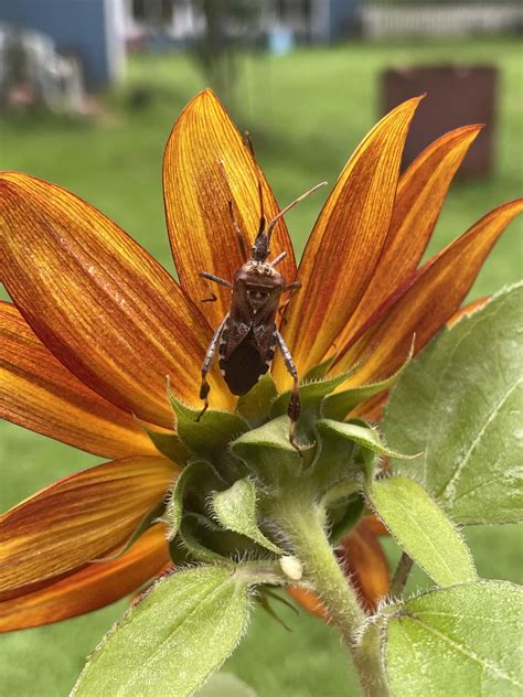 Is This A Stink Bug R Whatsthisbug
