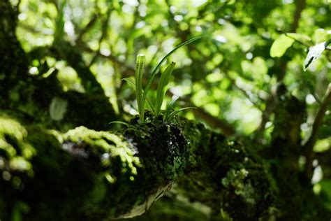 小型・軽量フルサイズ「lumix S9」とともに新緑美しい北鎌倉の古寺を巡る 価格 Comマガジン