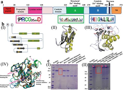 Structure Prediction And Proteolytic Activity Assay Of Osmmp1 A Download Scientific Diagram