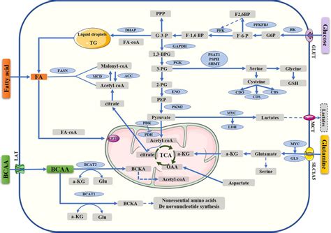 Relationship Between Metabolic Reprogramming And Drug Resistance In Breast Cancer Pmc