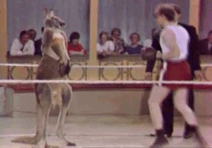 Kangaroo Boxing 