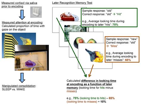 Visual Depiction Of The Encoding Left And Retrieval Right Procedure