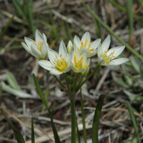 Nothoscordum Bivalve False Garlic