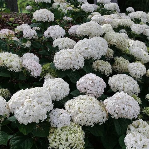 Invincibelle Wee White® Reblooming Hydrangea Stark Bros