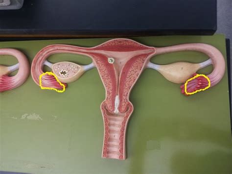 Female Reproductive System Flashcards Quizlet