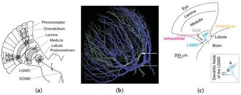 刘稔远 On Linkedin A Computationally Efficient Neuronal Model For